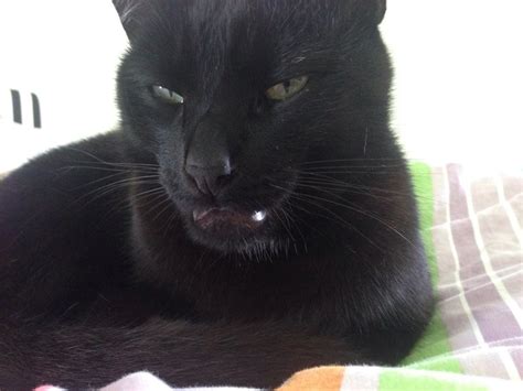Cat Has Swollen Lower Lip Pictures Included Thecatsite