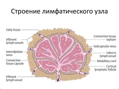 Лимфатическая система презентация онлайн
