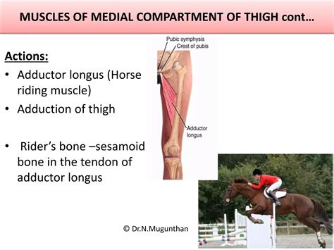 Anteriormedial Compartment Of Thighadductor Canal Andobturator Nerve Dr