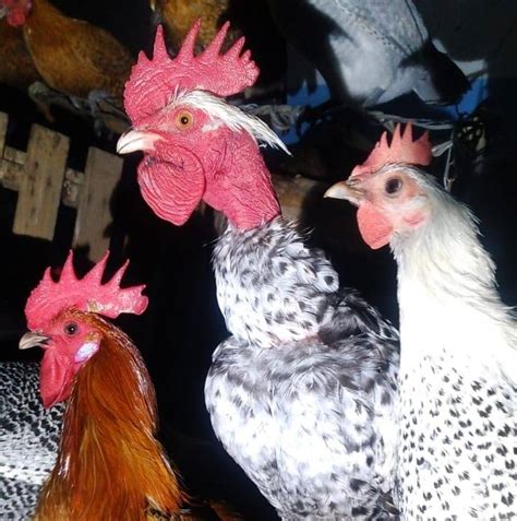 مزرعة دواجن الأخوين Essaouira