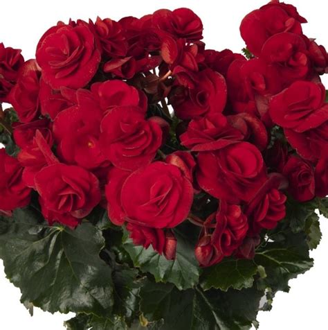 Solenia® Velvet Red Begonia Plant Growjoy