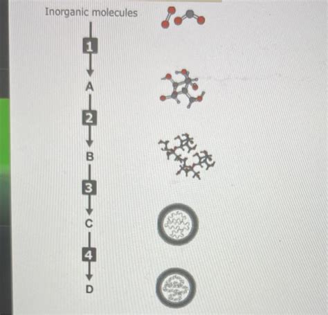Solved 1 Steps In The Development Of Life When Scientists