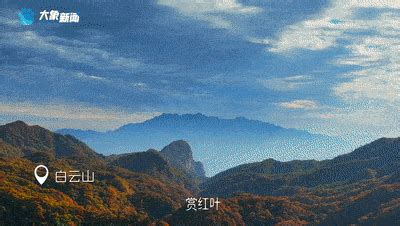 中原大地秋意浓 正是金菊怒放时 开封市 菊花 村民