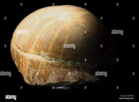 Fossil Of A Tortoise It Is Only The Bony Shell Of This Fossil Tortoise