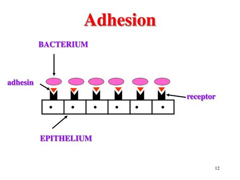 Ppt General Aspects Of Bacterial Pathogenesis Lecture 33 Powerpoint