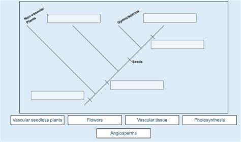 Solved Complete The Phylogenetic Tree Illustrating Plant Chegg