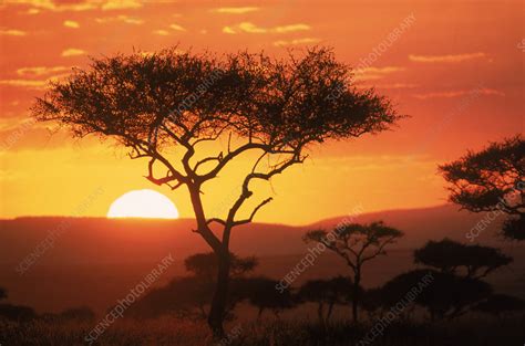 Kenyan Sunrise - Stock Image - C003/0657 - Science Photo Library