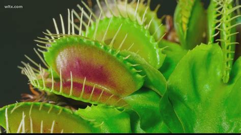 Venus Flytrap To Become South Carolina State Carnivorous Plant