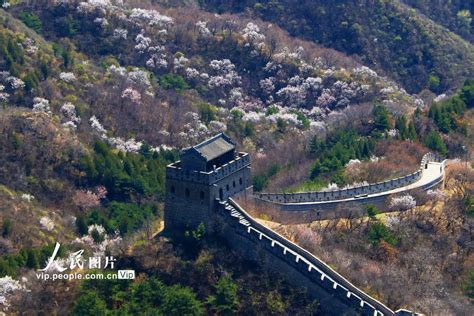 北京八達嶺長城山花爛漫 圖片頻道 人民網