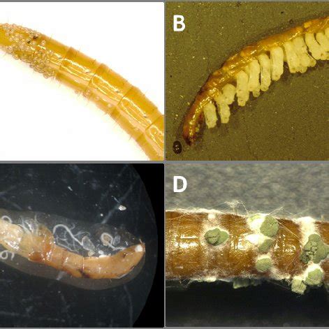 PDF Alternative Strategies For Controlling Wireworms In Field Crops A Review