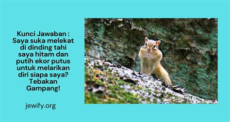 Kunci Jawaban Saya Suka Melekat Di Dinding Tahi Saya Hitam Dan Putih