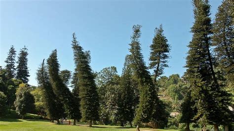 Types Of Pines In Spain