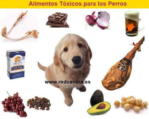 10 Alimentos Malos Para Los Perros