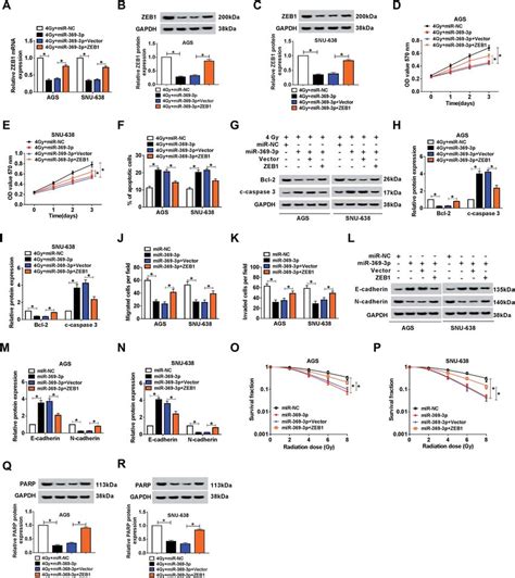 Effect Of MiR 369 3p Mimic On Cell Phenotypes And Radiosensitivity Was