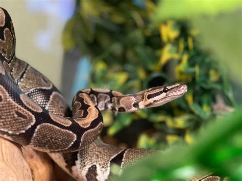 Why The Burmese Python Is A Great Danger To The Everglades Animals