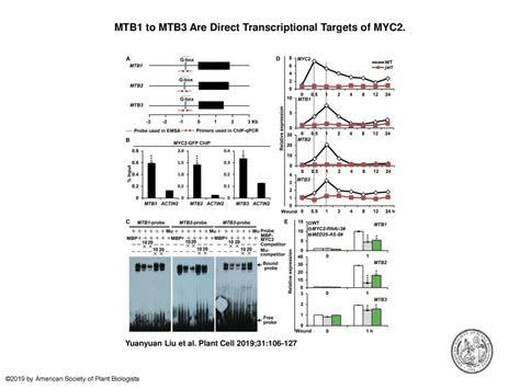 Mtb1 To Mtb3 Are Direct Transcriptional Targets Of Myc2 Ppt Download