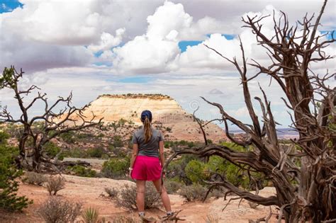 Canyonlands Woman Next To Old Dry Juniper Tree With Scenic View Of Sandstone Summit Aztec