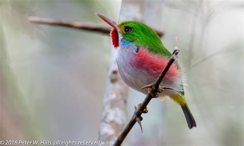 Tody Cuban Todus Multicolor Endemic Cuba Click For Notes World Bird Photos