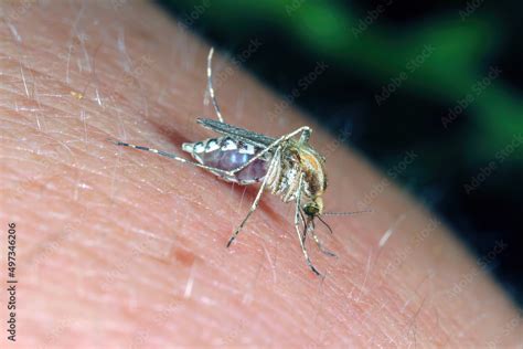 Dangerous Malaria Infected Mosquito Skin Bite Leishmaniasis