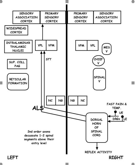 Figure The Diagram Illustrates The Spinothalamic Statpearls
