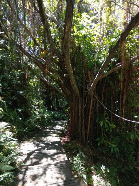 劍南山步道《劍潭古寺、格物台、文間山、展望點、劍南蝶園》 健行筆記