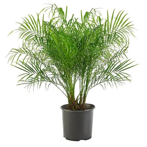 Online Orchards 5 Gal Windmill Palm Tree Among The Most Cold Hardy