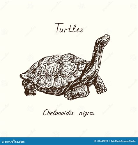 Tutles Collection Chelonoidis Nigra Galapagos Tortoise Complex