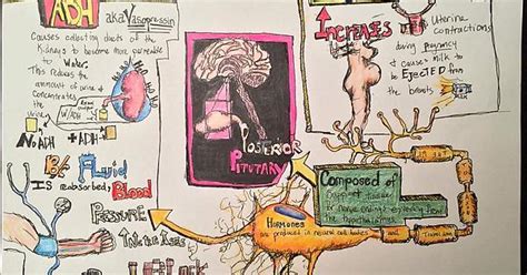 Illustrated Mcat Notes Album On Imgur