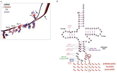 Best Kozak Sequence For Mammalian Expression Hawaiiwolf