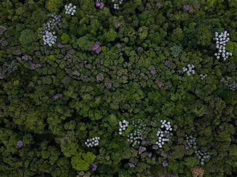 Reserva Tangará Un Respiro De Bosque En La Mayor Megalópolis De América Latina Infobae