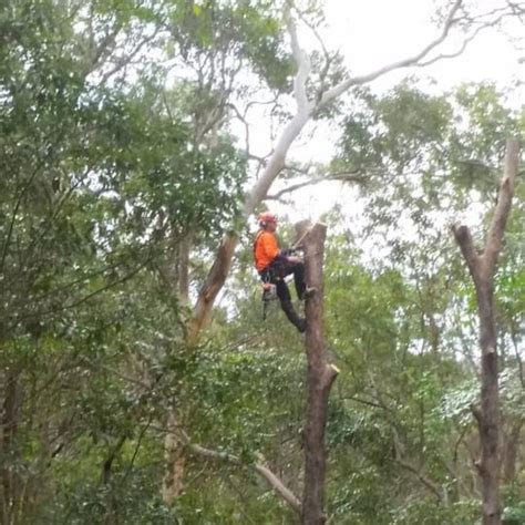 Qld Tree Services Queensland Tree Service