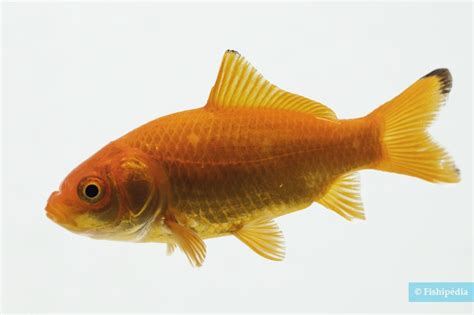 Carassius Auratus • Fish Sheet