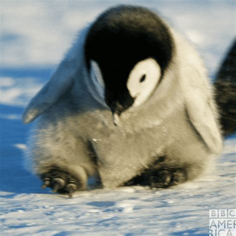 Penguins Greannmhar  The 25 Most Important Penguin S On The