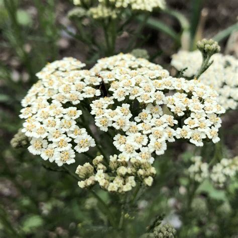 Bio Edel Schafgarbe Online Im Topf Kaufen Kaufen Naturkräutergarten