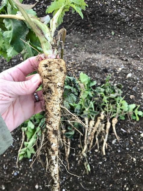Harvesting Parsnips One Hundred Dollars A Month