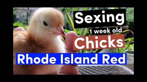 Rhode Island Red Chicks Sexing