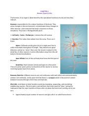 Understanding Neuron Types & Glia: Functions and Interactions | Course Hero