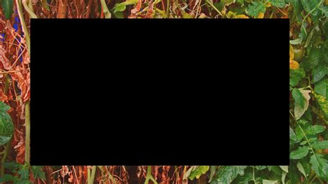 Solution Bicol University Se 1a Plant Pathology Nematodes Lecture Ppt