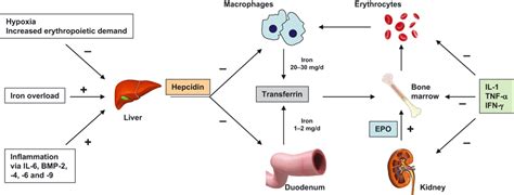Anemia Of Chronic Disease