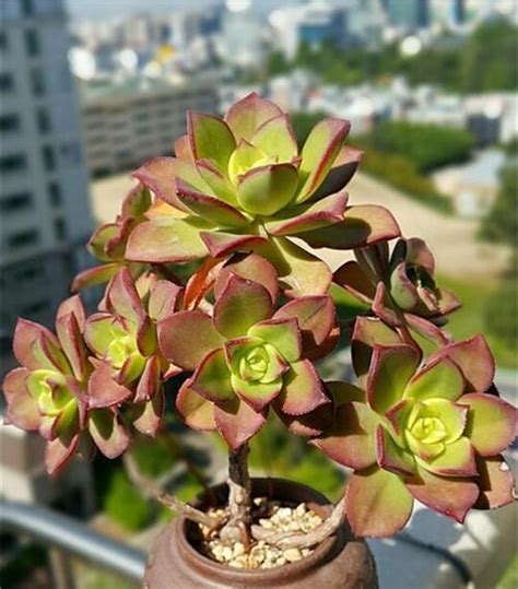 它是多肉中的顏值擔當它是明媚燦爛的艷日輝清盛錦 每日頭條