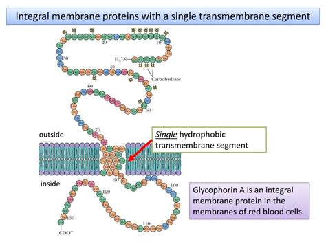 Ppt Lecture 9 Chapter 12 Membranes Powerpoint Presentation Free