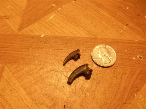 Texas Beach Fossil Id Claw Fossil Id The Fossil Forum