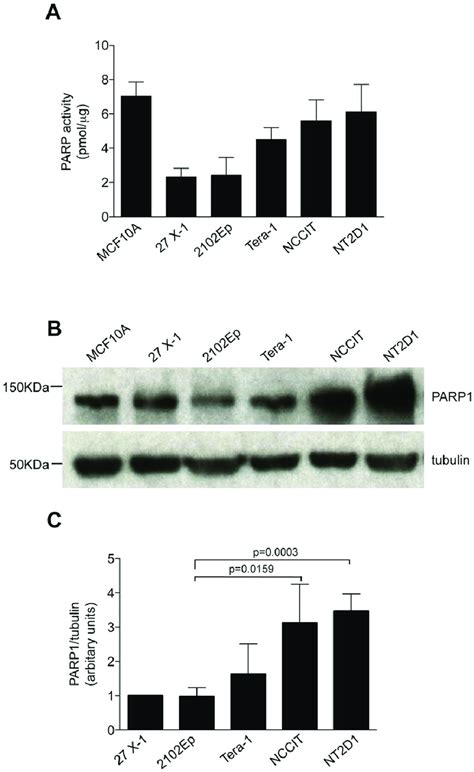 In Ec Cell Lines Parp Maximal Activity Correlates With Parp1 Protein Download Scientific