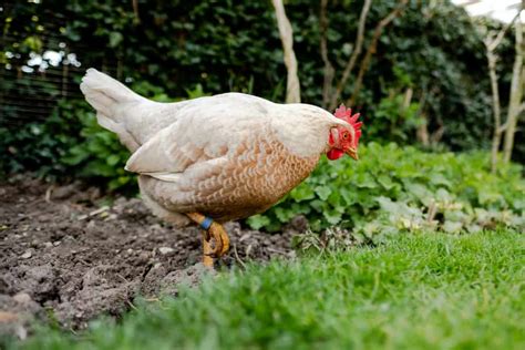 Treating {and Preventing} Pasty Butt In Chickens The Peasants Daughter