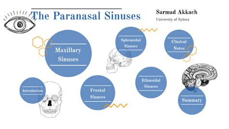 The Paransal Sinuses By Sarmad Akkach On Prezi
