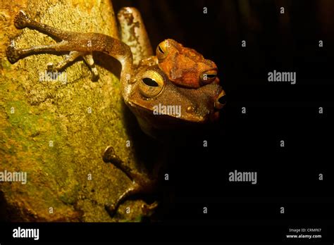 Male And Female Tree Frog During The Mating Season In Sabangaus Forest Kalimantan Borneo