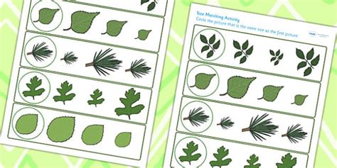 Leaf Size Matching Worksheet Professor Feito Twinkl