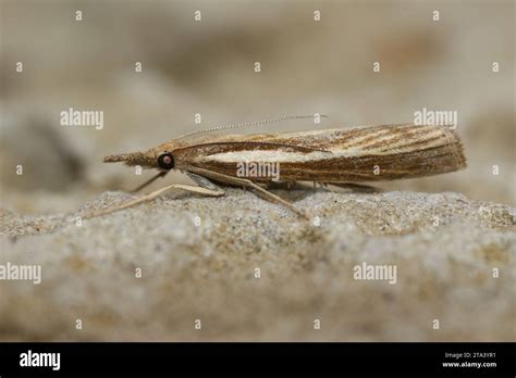 Natural Closeup On A Common Grass Veneer Crambid Moth Agriphila