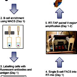 Schematic Representation Of The Single B Cell Sorting Protocol Used For Antibody Discovery From