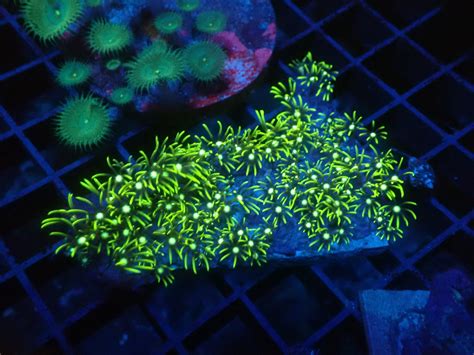 Gsp Soft Coral Frag Blackfish Marine